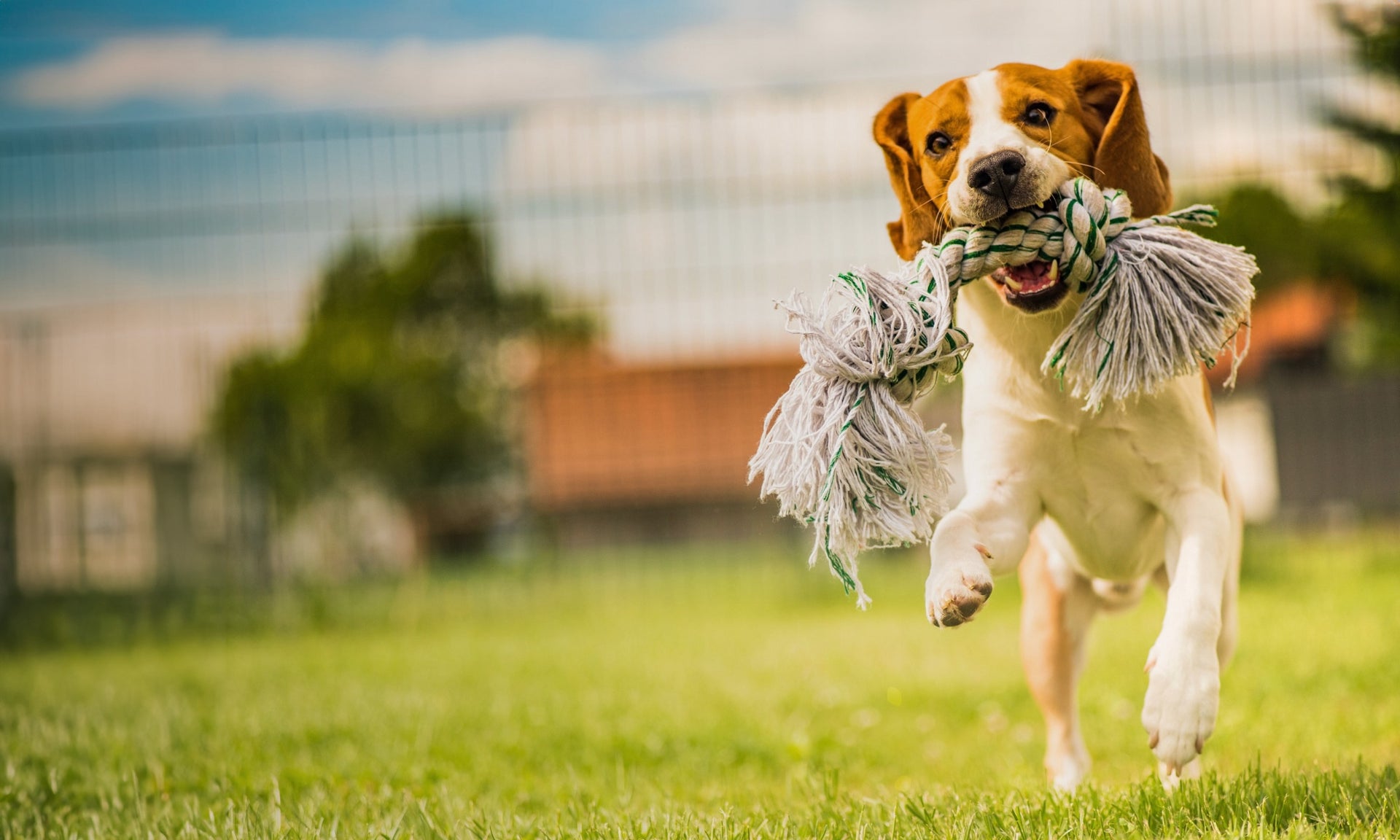 Green Gruff Dog Chews For Total Dog Health